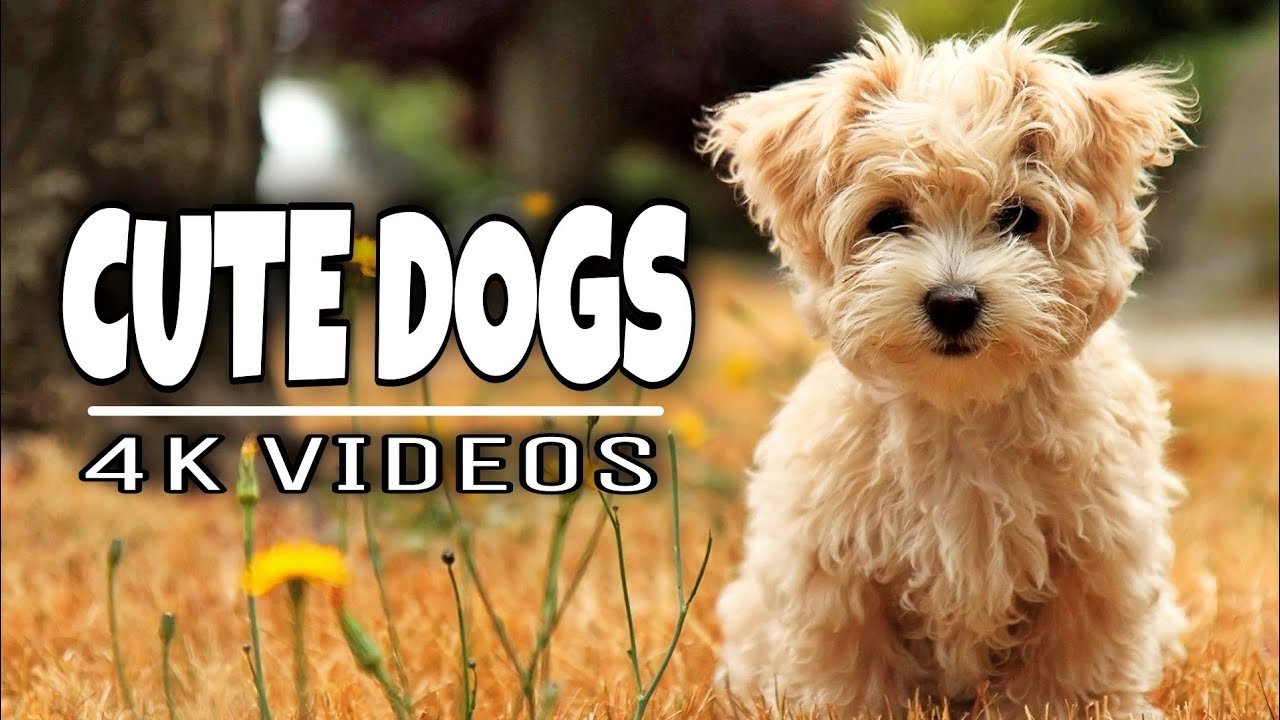 Dog's Video | Beautiful Animals | Cute Dogs Videos | Puppy videos - YouTube