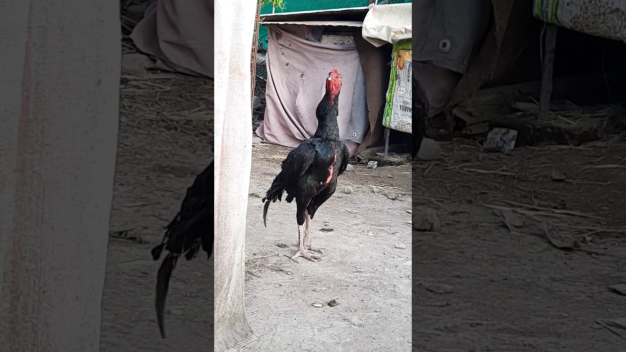 My pure aseel murga with patha - YouTube