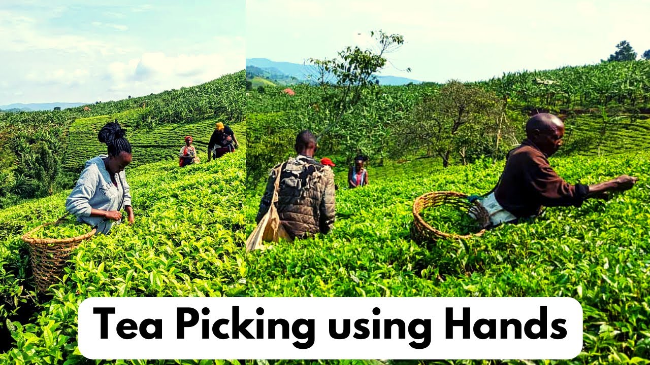 A Day as a Tea Farmer in Uganda|| Africa's Biggest Tea Producer! - YouTube