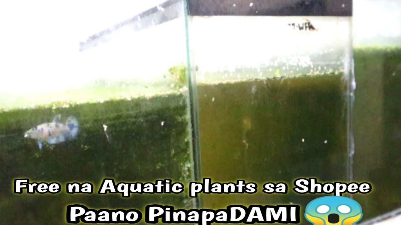 'Iwas sa madaling pagkamatay ng mga isda'Lumot Tanks para sa aking mga ...