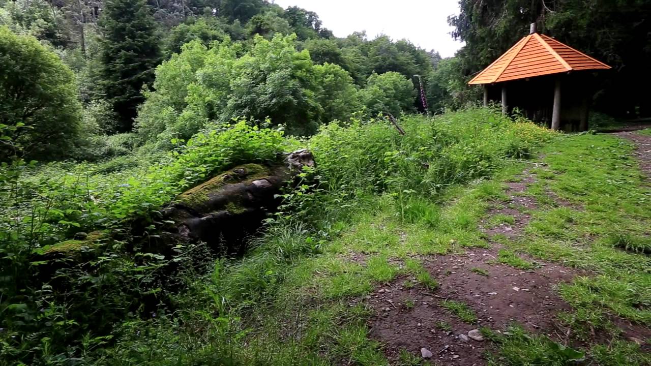 Glenbower Wood, Killeagh, County Cork - YouTube