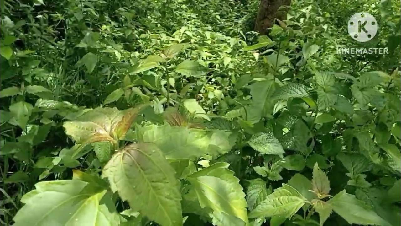 Dahon Ng Hagonoy Ay Kabilang Din sa Halamang Gamot - YouTube