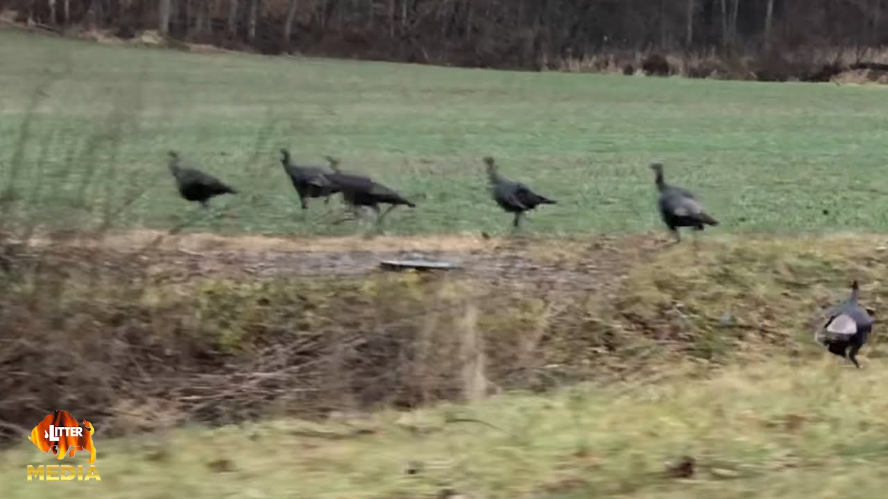 Wild Turkeys on Parade - YouTube