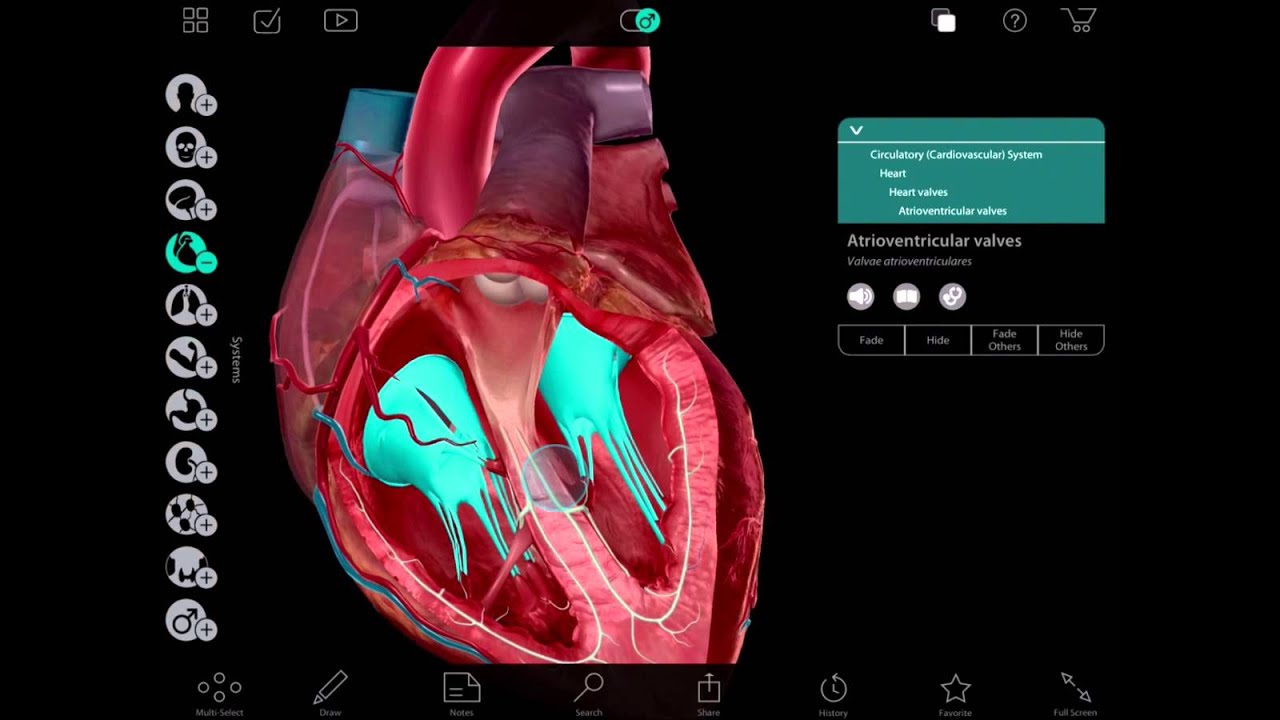 Heart Chambers and Valves: Learn@Visible Body - YouTube