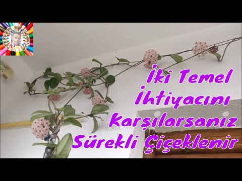 Mum Çiçeği Nasıl Çiçek Açar?