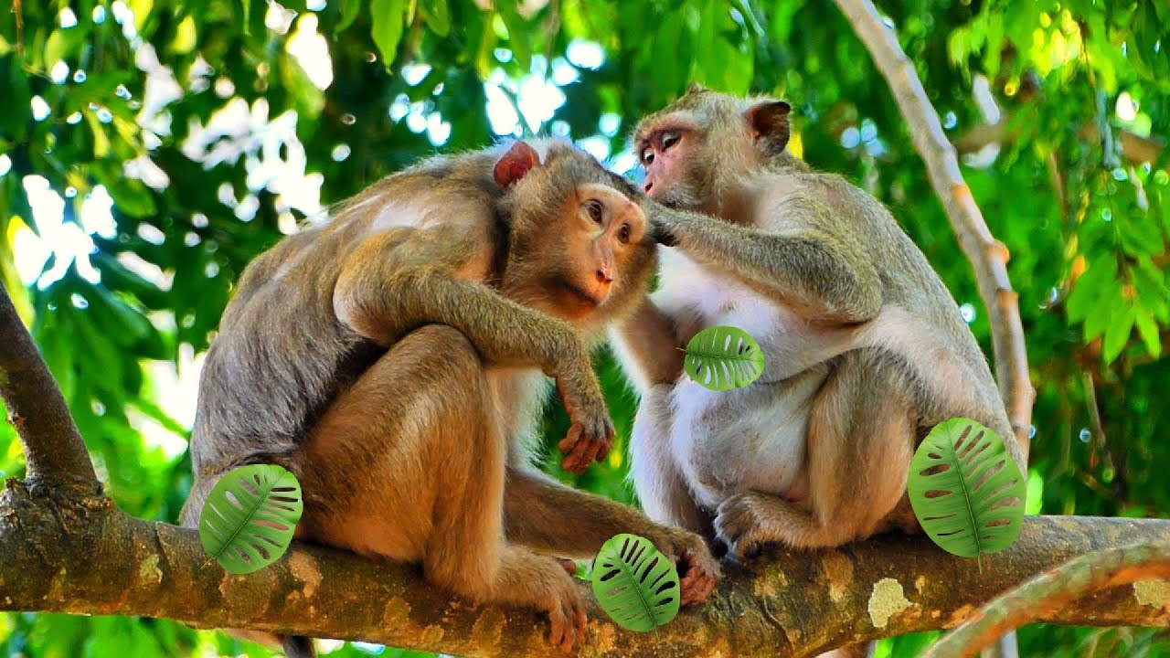 A female monkey picking lice for another monkey on a tree. - YouTube