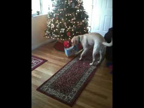 Murphy the dog opens his present - YouTube