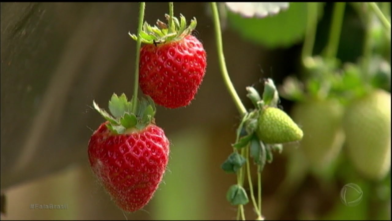 Agricultores apostam em tipos diferentes de morango para movimentar ...