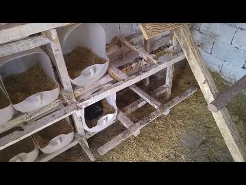 Gurk Tavuk yanına başka civciv kabul eder mi?