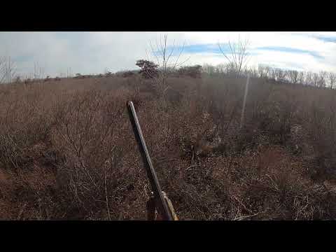swamp rabbit hunting - YouTube