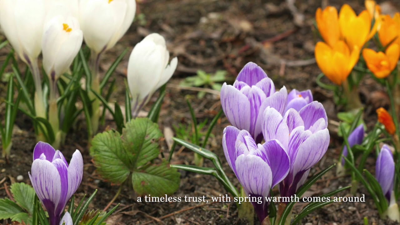 the confidence of nature by H.D. Thoreau and michael hermiston ...