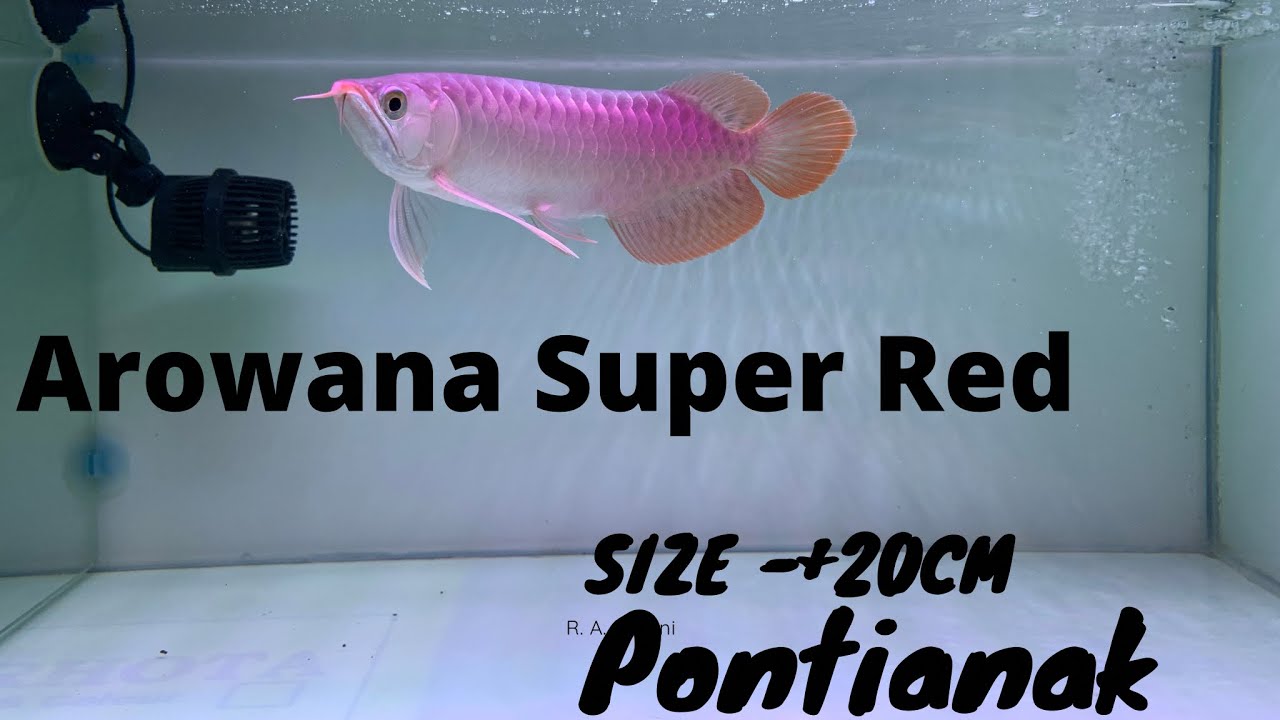 Arwana Super Red size 20cm Asli Pontianak harga di video - YouTube
