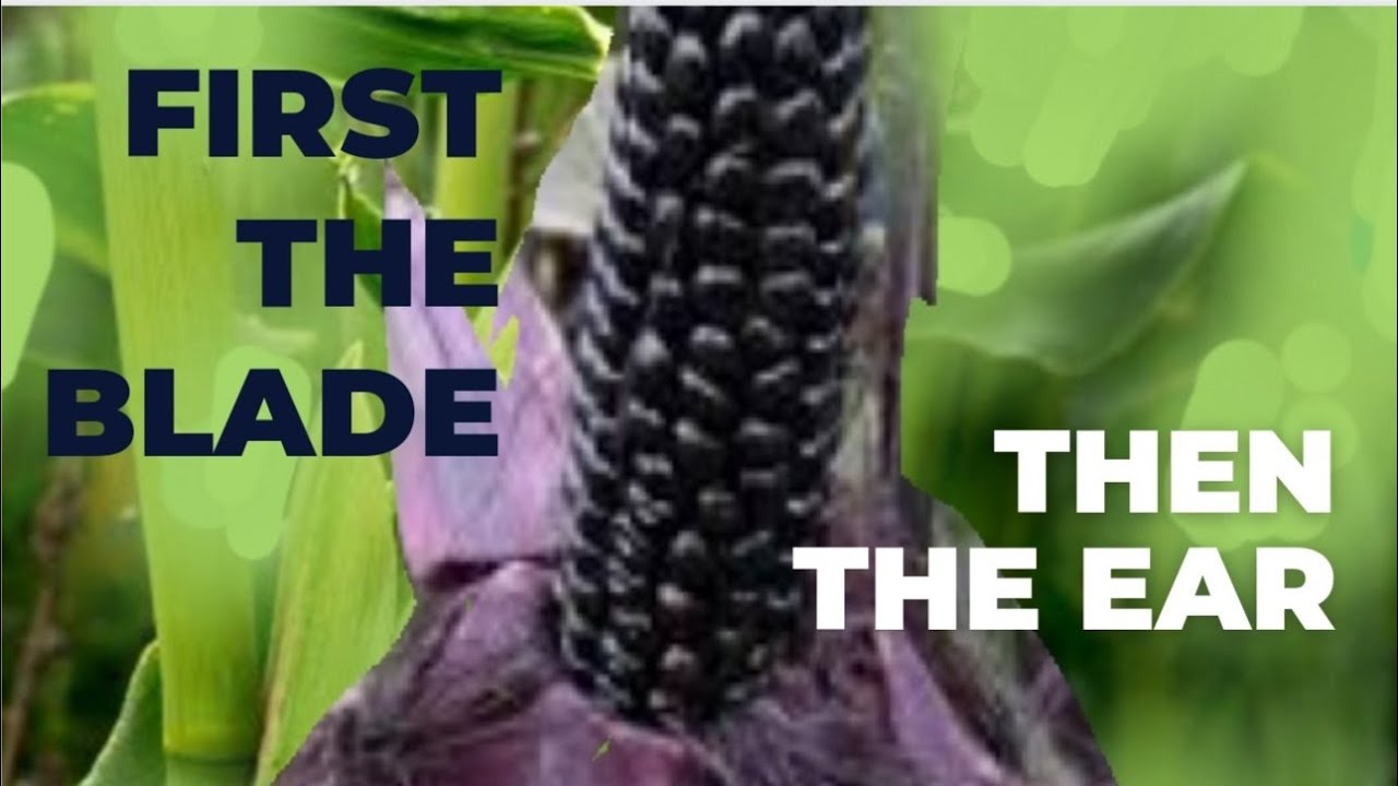 First the Blade, Then the Ear ( SPECIAL Ministry for the BLIND- COL ...