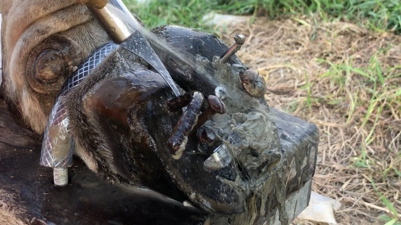 Ep 41 | Skills Restoration cow toenails, Hoof Care Revolution Best ...