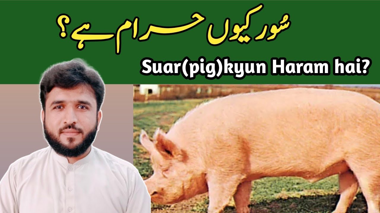 Why is Pig Haram in Islam? | Islamic Perspective Explained - YouTube