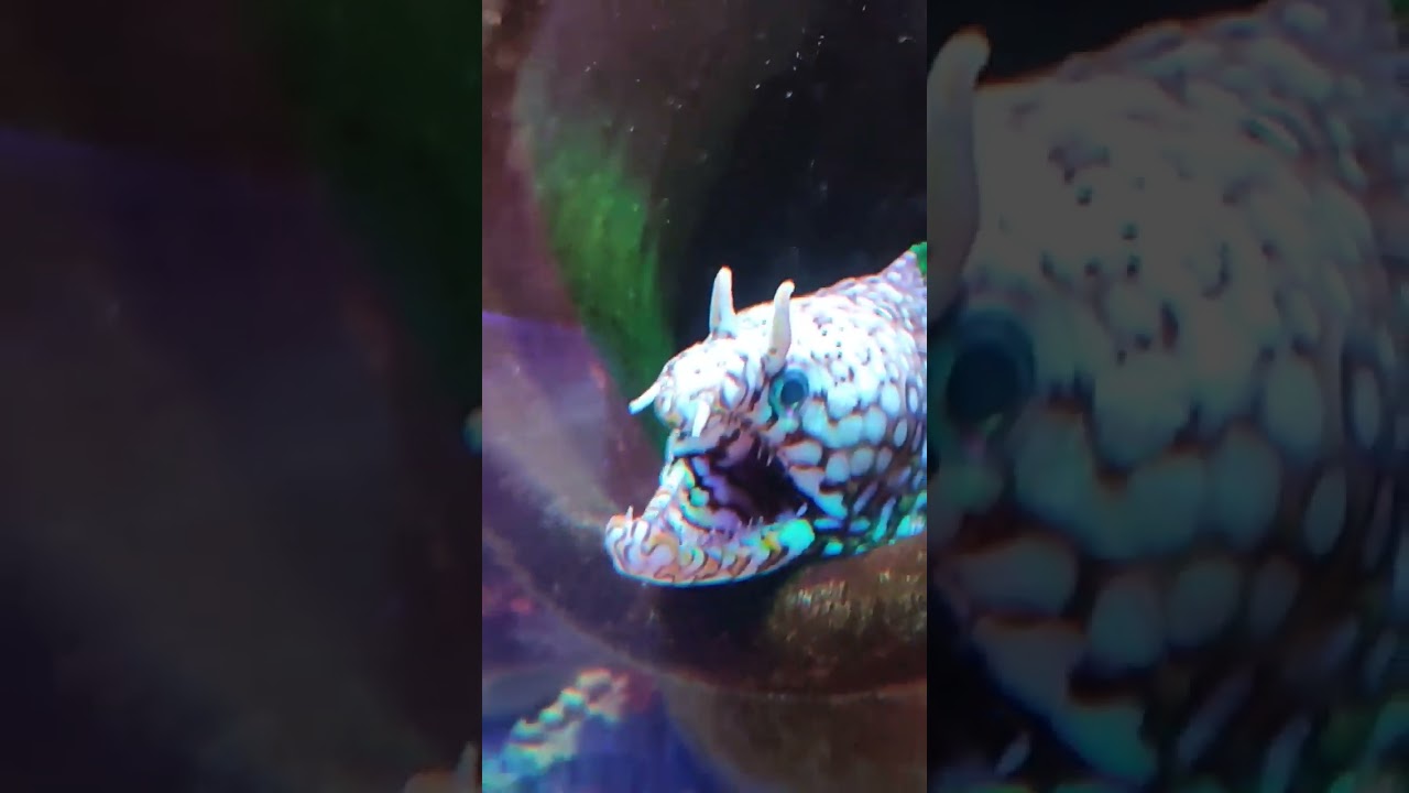 Skeletor Eel | In a grumpy mood | Scary | Blackpool Sealife - YouTube