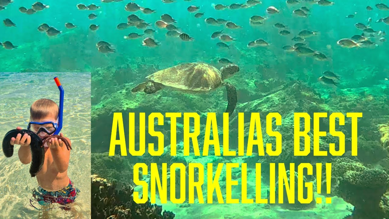 THE BEST SNORKELLING ON THE NINGALOO REEF!! STRAIGHT OFF THE BEACH ...