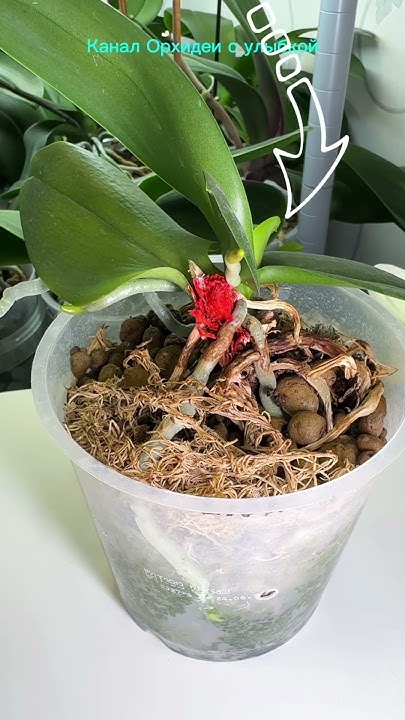 Максим Дачник для орхидей. #orchid #орхидеи #цветы #пересадкаорхидеи # ...