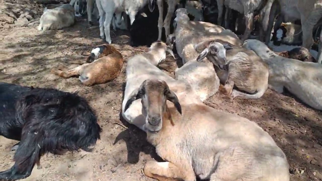 Sheep For Sell | Gujarat Sheep | Best Breed | Animal Sell - YouTube