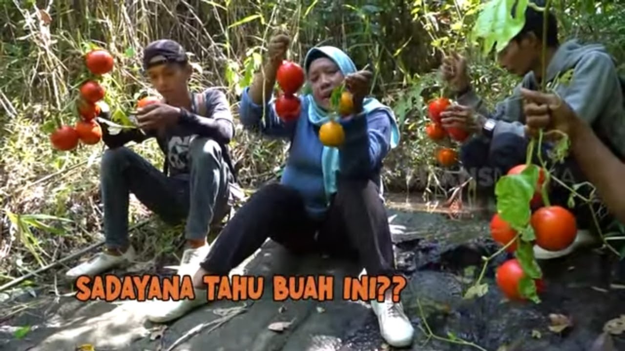 Berburu Buah Makal/Kalayar | ENAH BIKIN ENAK (05/07/22) - YouTube