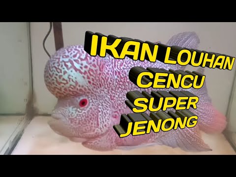 Ikan louhan cencu super jenong - YouTube