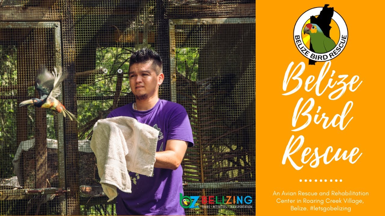 Belize Bird Rescue by Belizing.com - YouTube