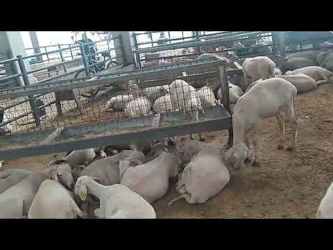 Kurban Pazarı Bursa Panayır 2022 /intro / OAÇ TV
