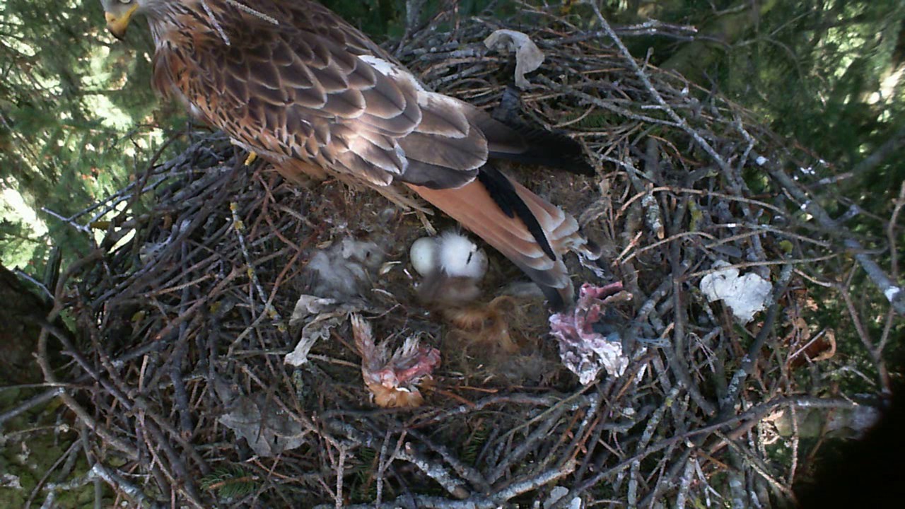 Red kite with one day old chick - YouTube