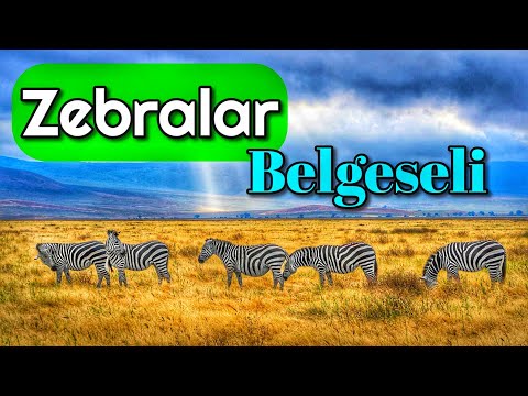 Zebraların Gizemli Dünyası: Çizgilerle Yazılan Hikâye #zebra #belgesel #hayvanlar