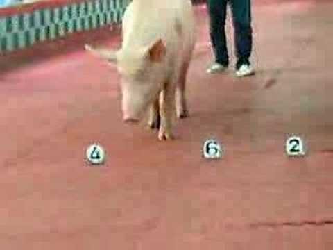 Pig - doing maths - YouTube
