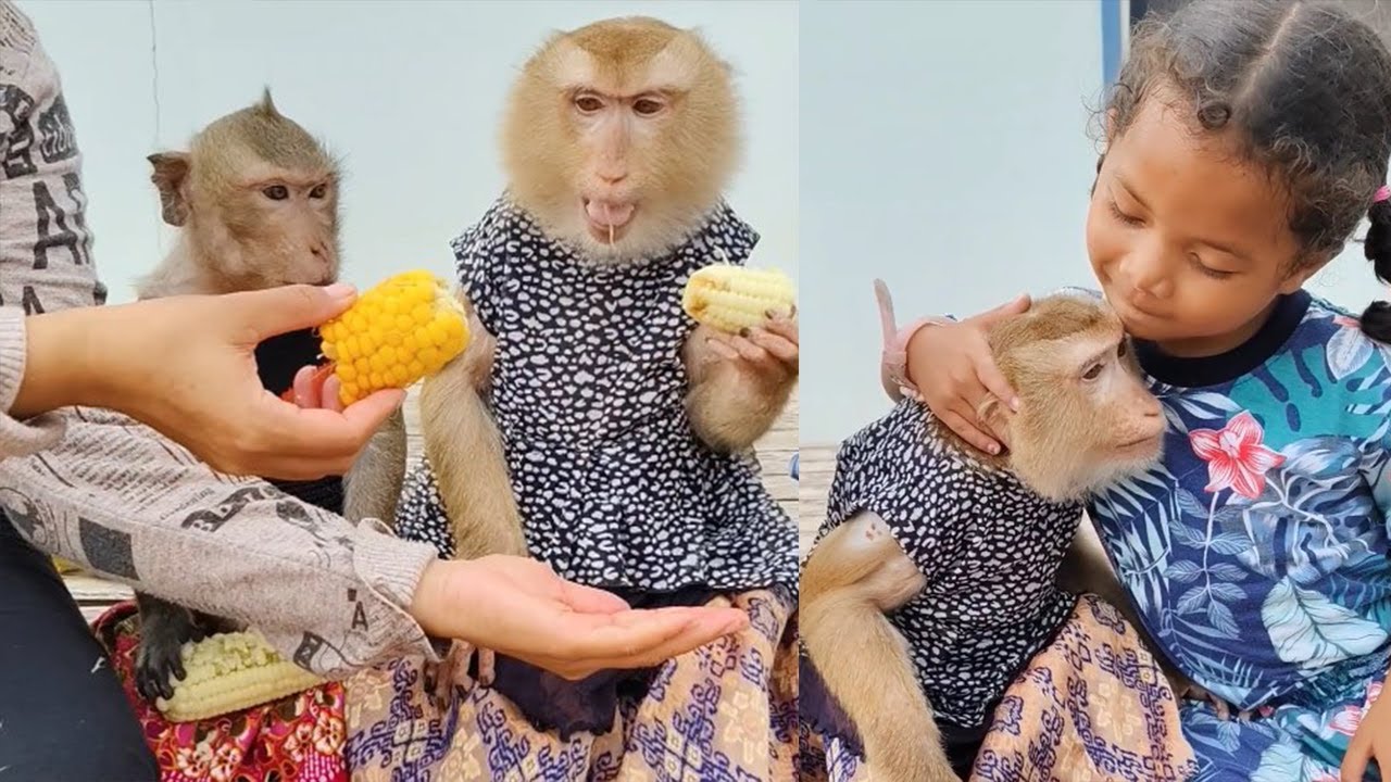 Please LyLy And YaYa Enjoy Eating Corn 🌽 - YouTube