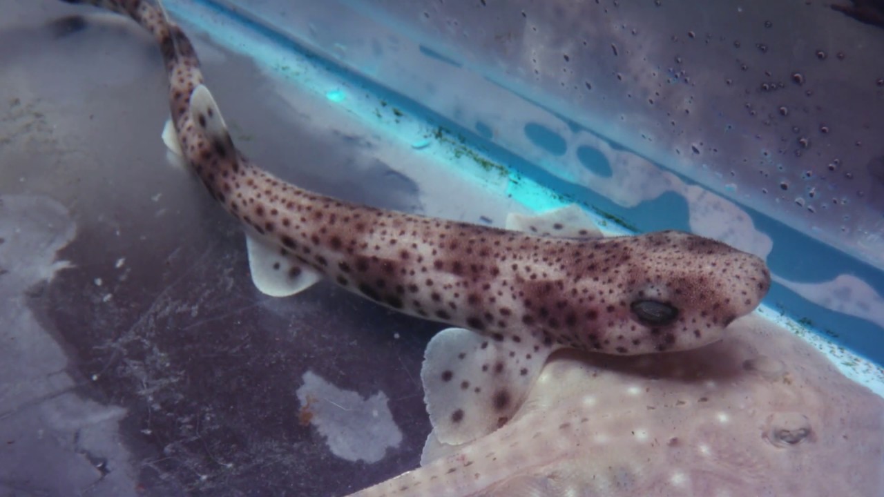 Naissance de roussettes à Nausicaa - YouTube