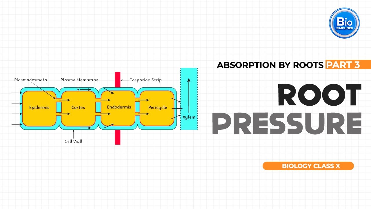 Root Pressure Absorption By Roots Biology Class X BioSimplified root-pressure-absorption-by-roots-biology-class-x-biosimplified
