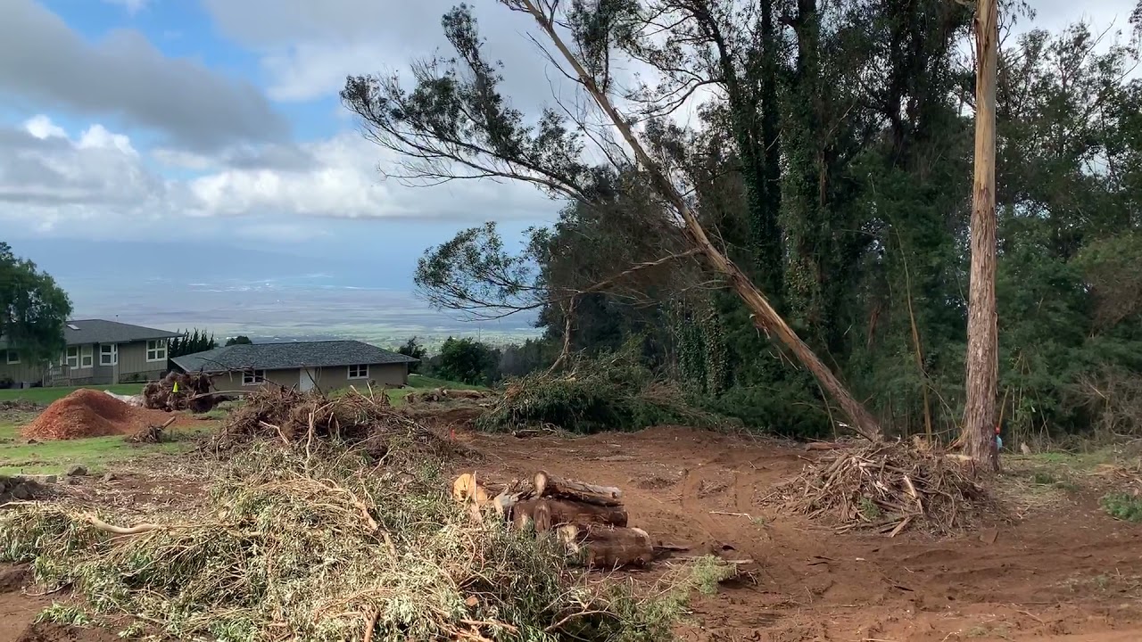 Aloha Tree Works Inc. - Tree Removal - YouTube