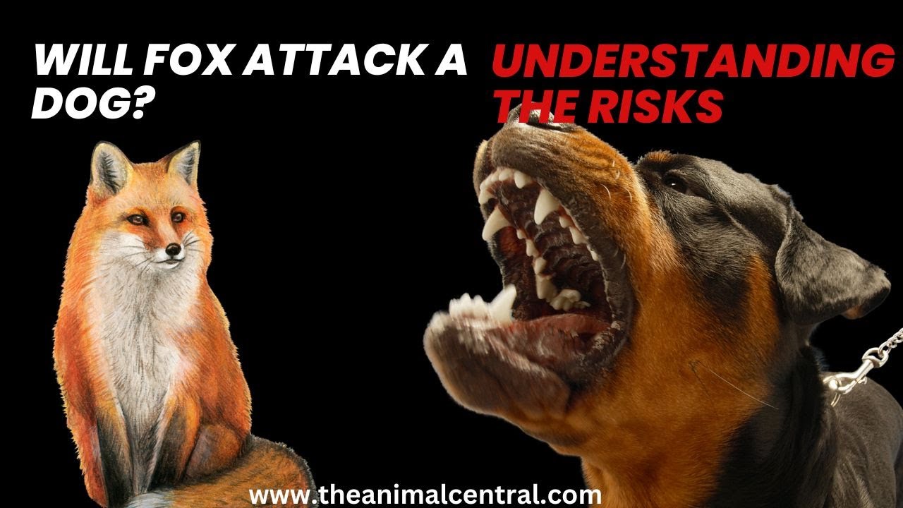 Fox vs Dog: Unveiling the Risks - YouTube