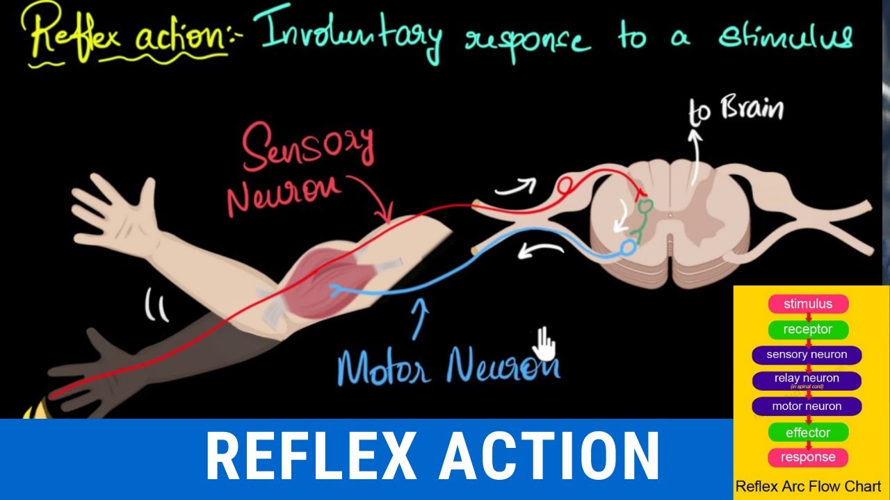 10th Class Biology, Reflex Action - Biology Chapter 12 - Matric Class ...