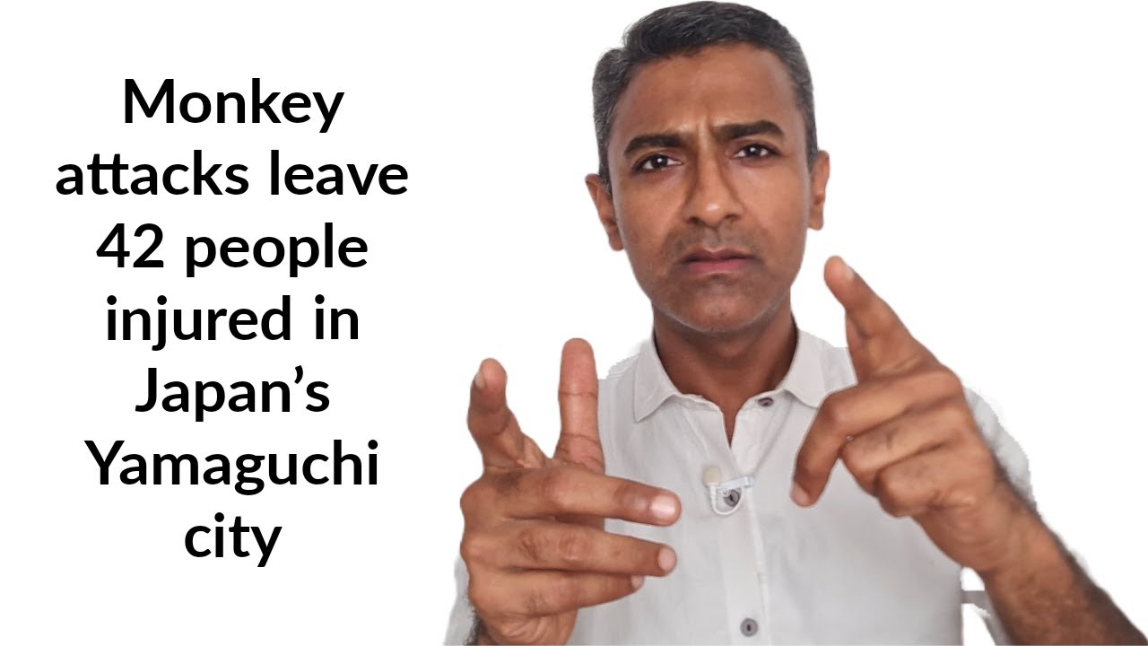 Monkey attacks leave 42 people injured in Japan's Yamaguchi city - YouTube