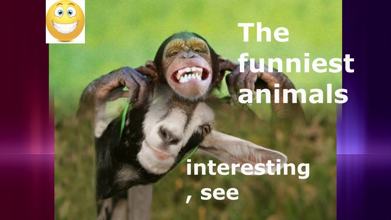 very very funny animals.mp4,https://youtu.be/PC4R5cBrQro - YouTube