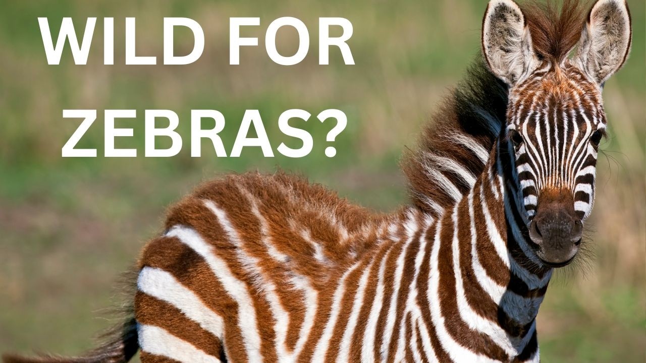 What’s Black, White, and Totally Dazzling? (Hint: It’s NOT a Panda ...