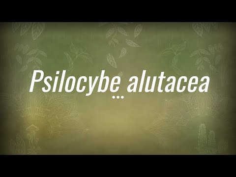 Caine Barlow - An introduction to Psilocybe Alutacea - YouTube
