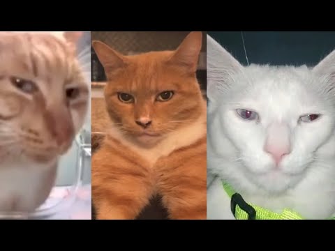 Top 3 Mewing cat - YouTube