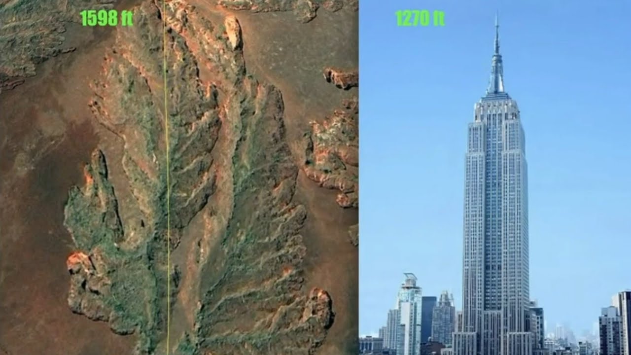Evidence Of Gigantic Trees In Madagascar - YouTube