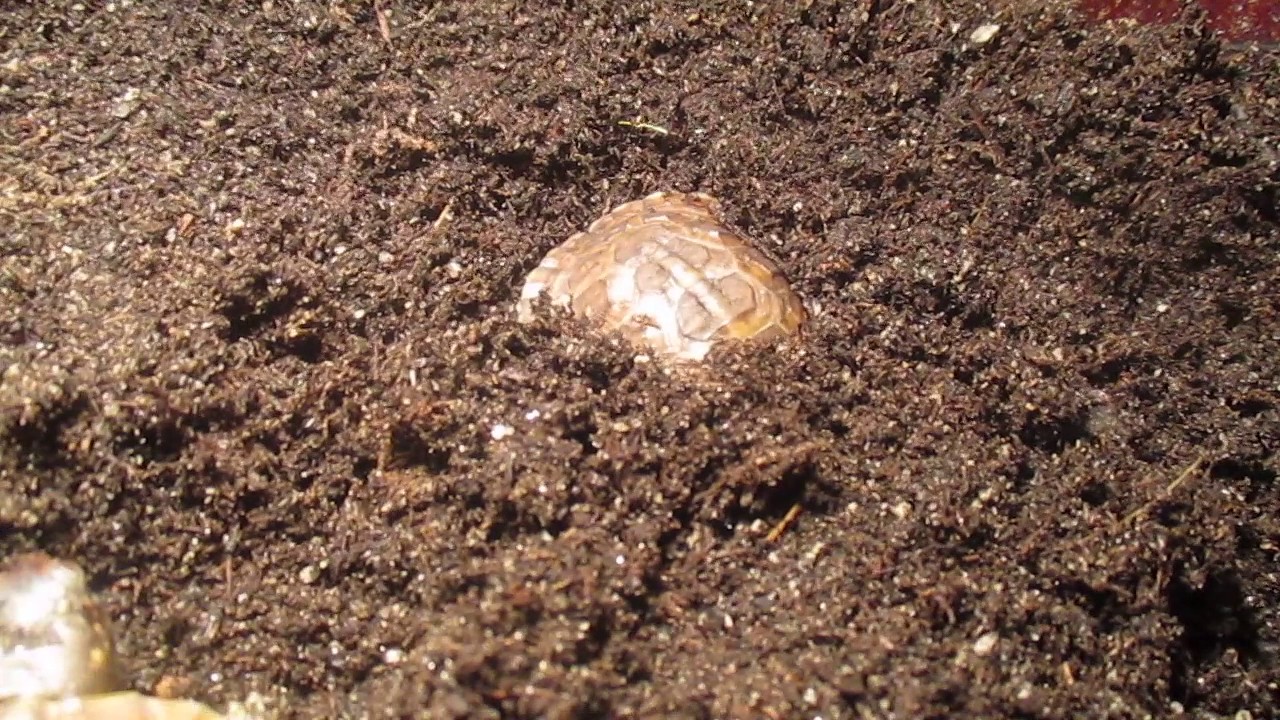 Baby box turtles digging, so cute. - YouTube