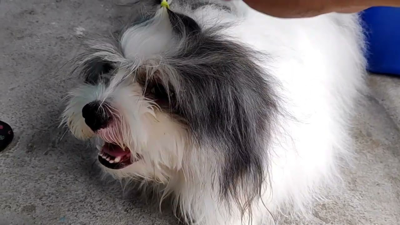 japanese spitz and shih tzu mix - YouTube