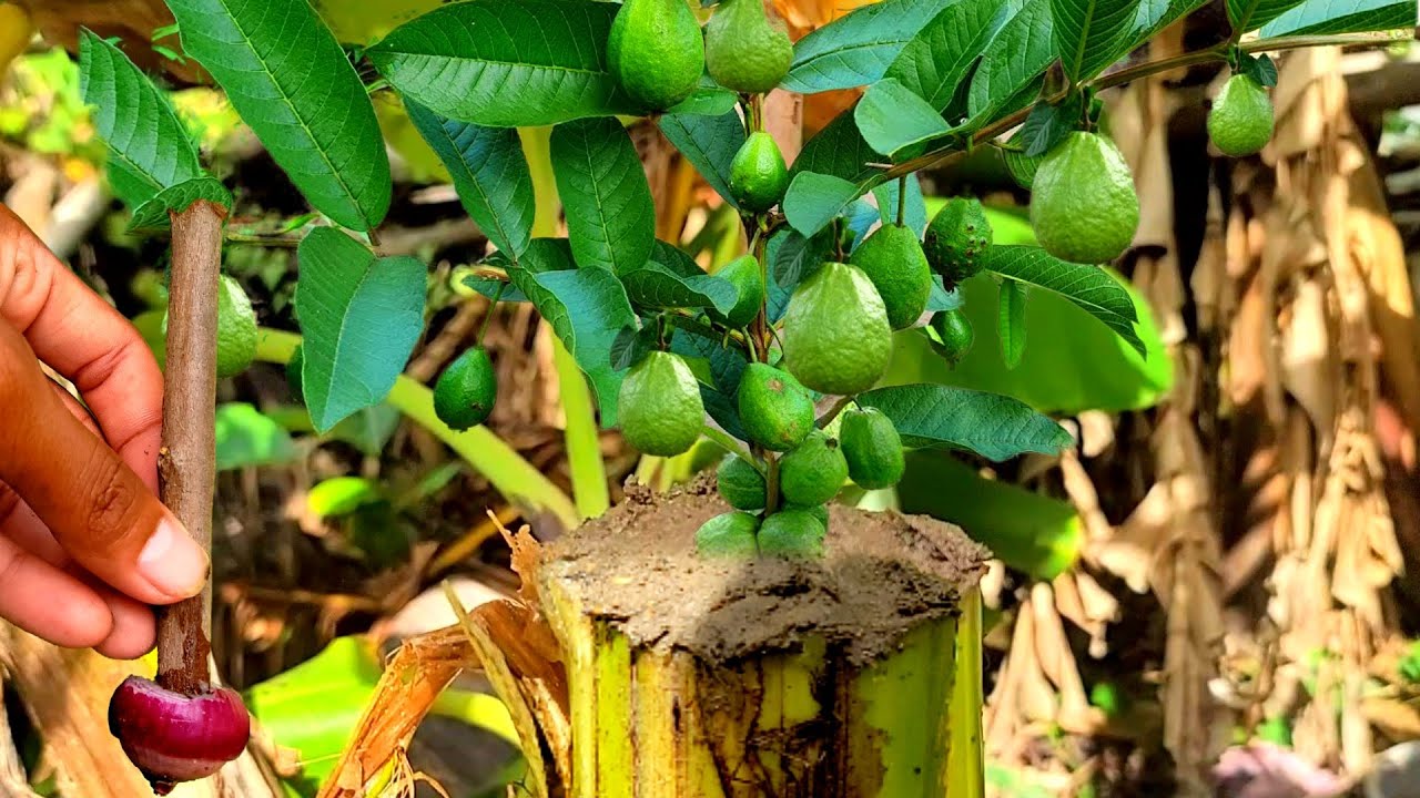 How To Propagate Guava In Banana Tree & Use Onion Fruit To Make Root ...