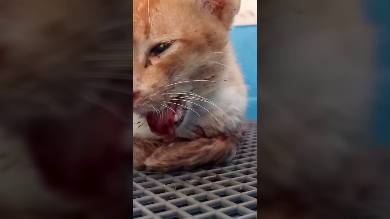 Cat Rescue || Mota || Rahang Patah || 11 Maret 2019 - YouTube