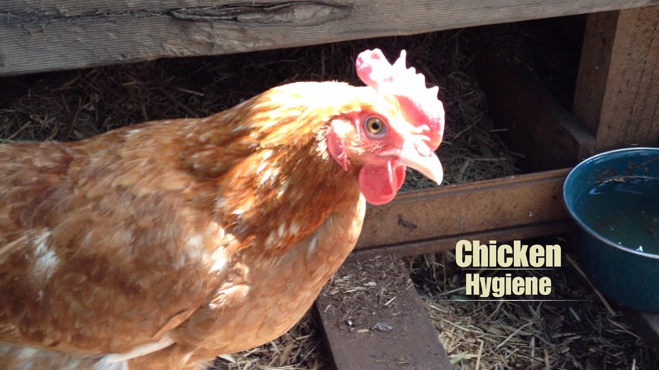 How to Care For Chickens - Hygiene - YouTube