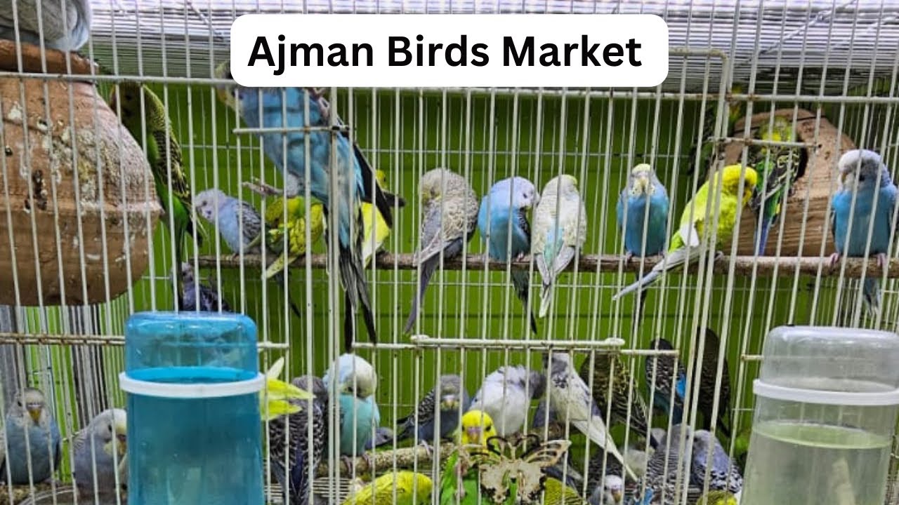 Ajman Birds Market | Cheapest Birds & Animal Market UAE Ajman 🇦🇪 ...