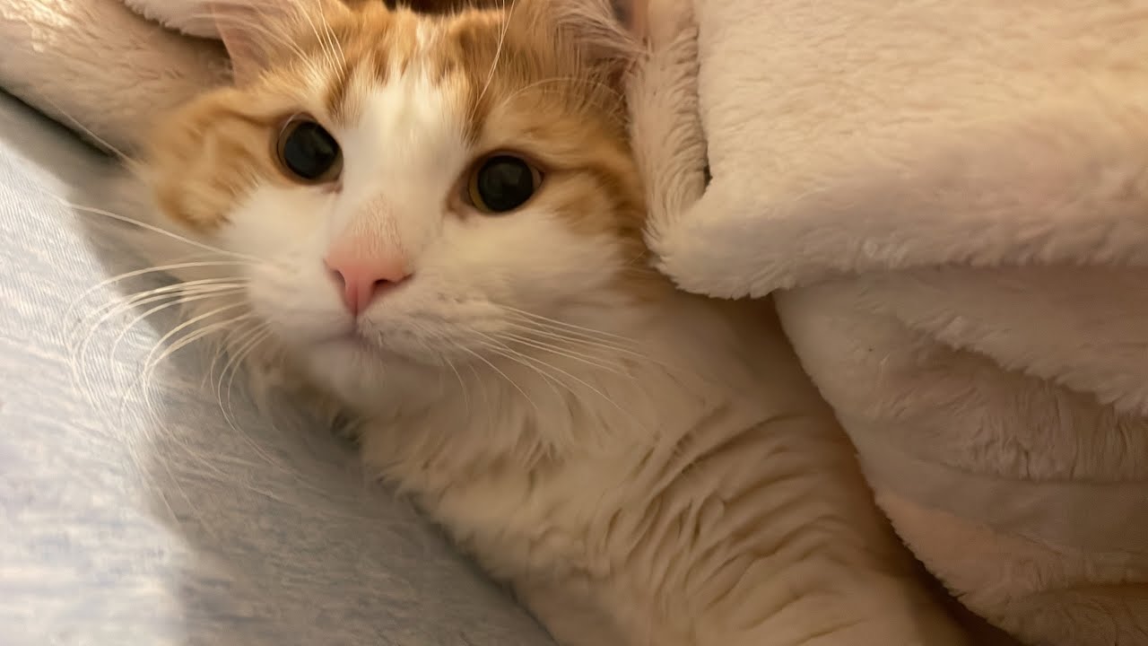 The nurse cat, Mimi - YouTube