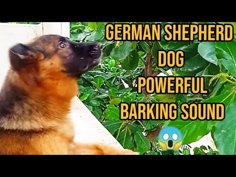 AGGRESSIVE DOG BARKING SOUND 😱😱😠😱😱😠😱😱 DOG SOUND|| AGGRESSIVE DOG||RUDY ...